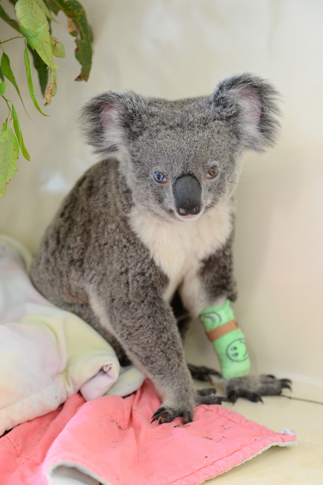 She Looked Like An Ordinary Koala — But Then She Opened Her Eyes...