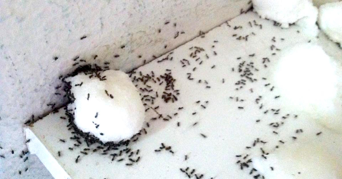 Ants Start Swarming When She Soaks A Cotton Ball In THIS. Genius...