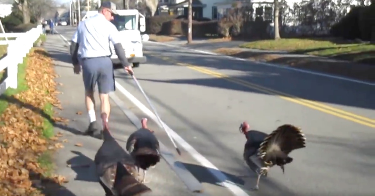 5 Turkeys Bully This Mailman Every Day. His Response? I Can't Stop ...