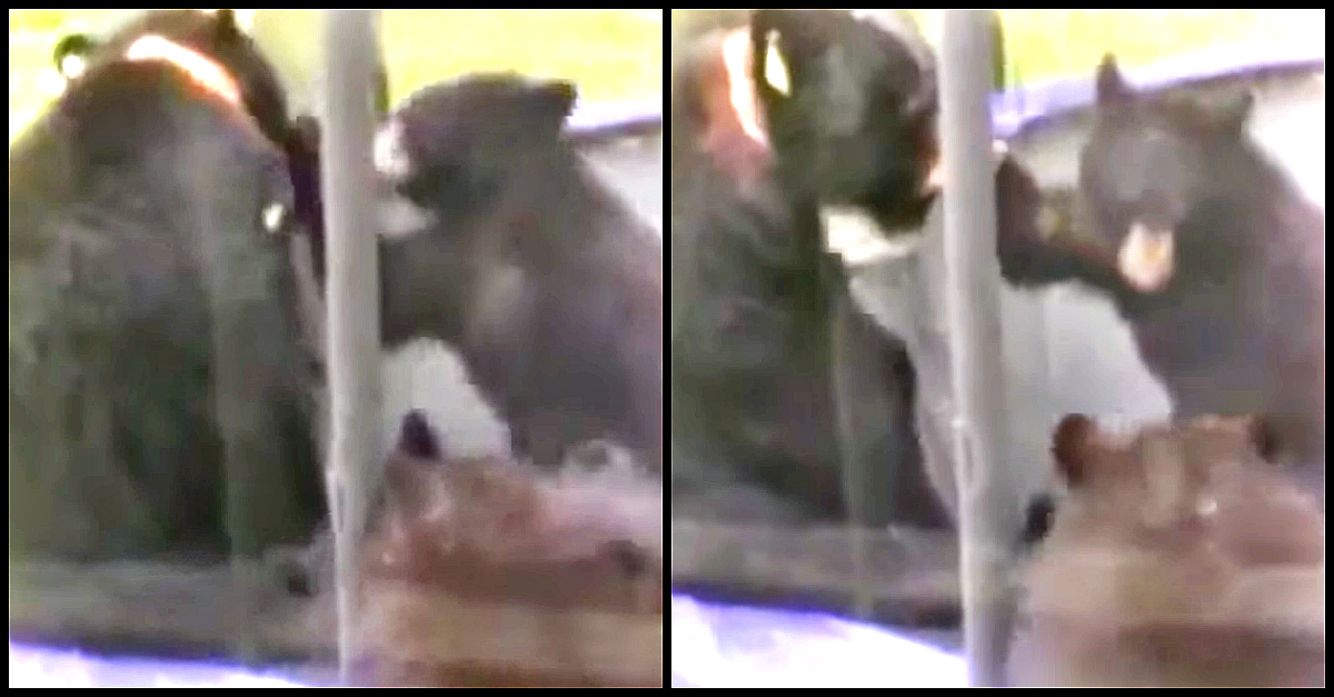 Woman Catches Family Of Bears On Trampoline in Yard
