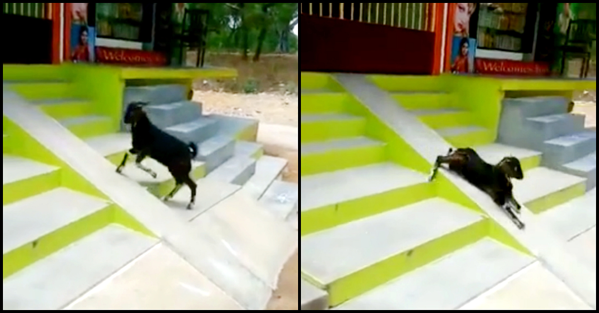 Baby Goat Can't Stop Sliding Down Ramp