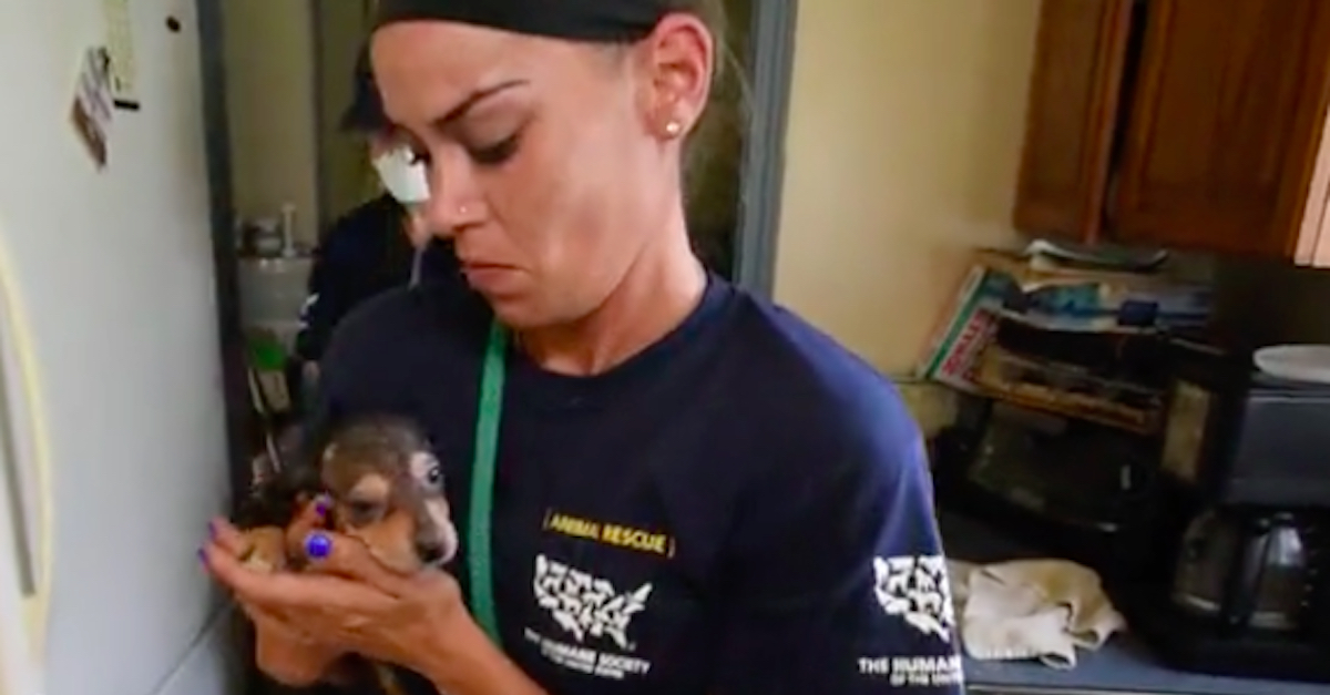 70 Animals Rescued From Awful Conditions Now Need New Homes