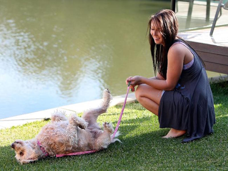 9 Years After Disappearing, Miracle Dog Found Alive 1,200 Miles From Family