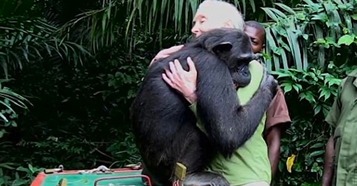 Tear Jerker! Rescue Chimp Shows INCREDIBLE Gratitude During Final Goodbye