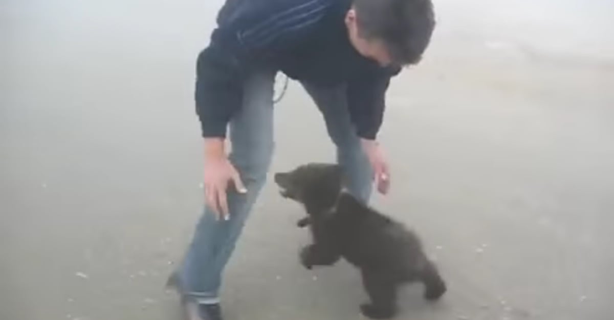 A Bear Lunges For His Leg. Now Watch How The Baby Uses His Paws ...