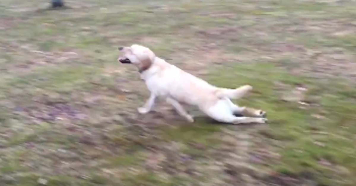 Injured Pup Couldn’t Run For 11 Weeks. Now Watch When His Owners Let ...