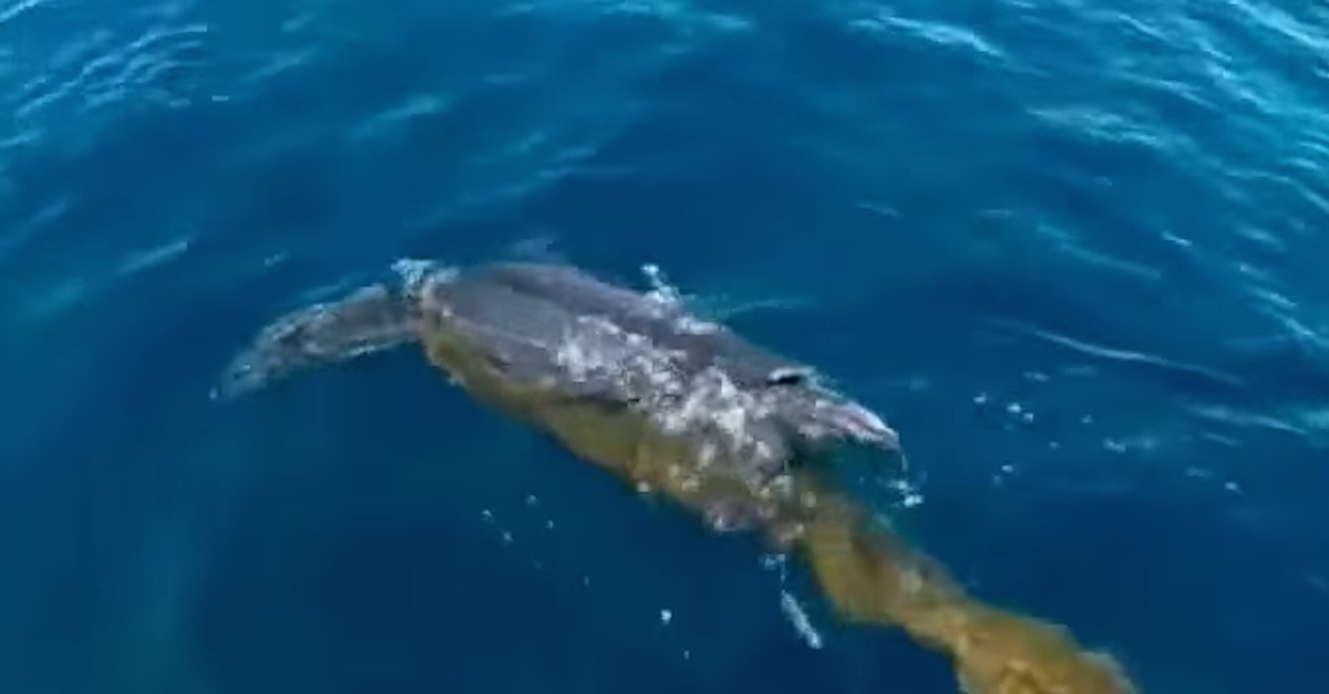 He Sees A Turtle Swimming At The Surface, But Realizes What’s Floating ...