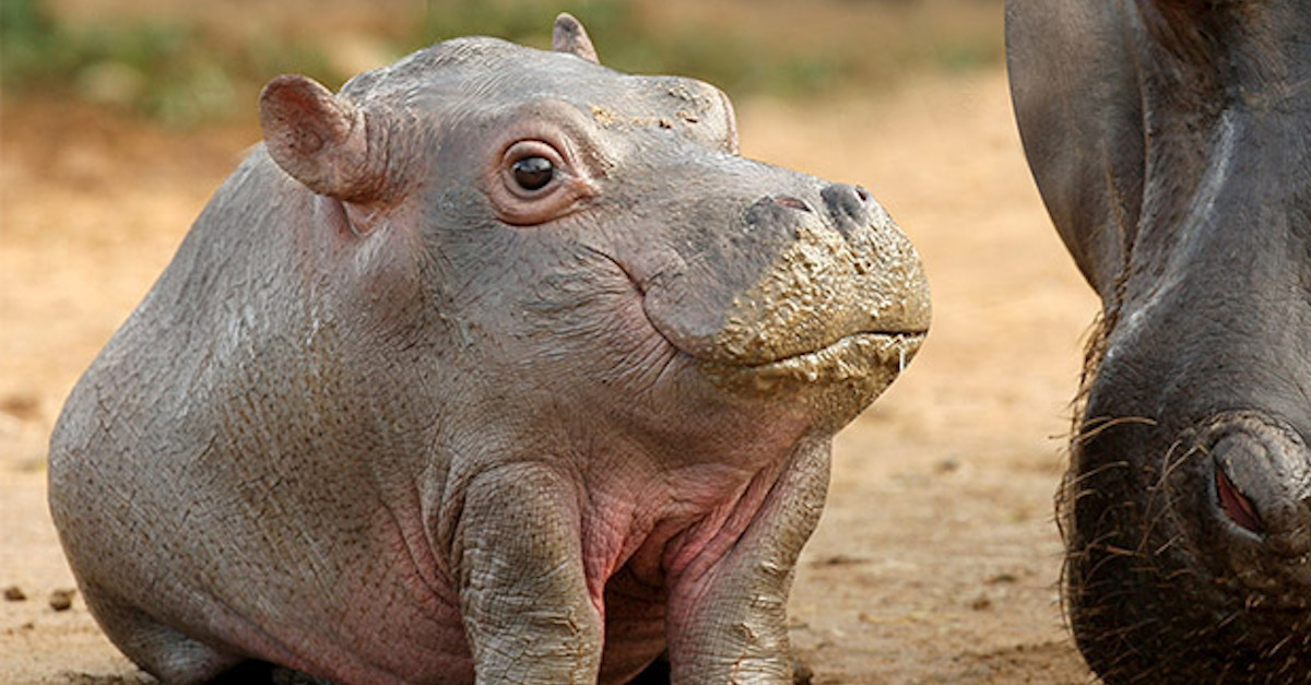 What 13 Animals Would Look Like If They Had No Necks