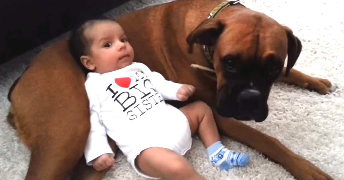 This Is What Happens When Mom Lets The 'Vicious' Boxer Babysit.