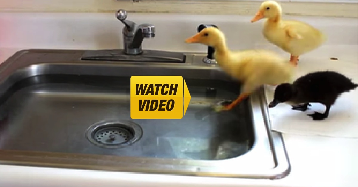 Baby Ducks Take Their First Dive In The Kitchen Sink, And Their ...
