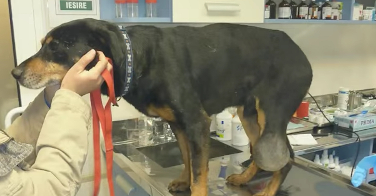 Senior Dog With Massive Leg Tumor Now Acts Like A Puppy After Getting ...