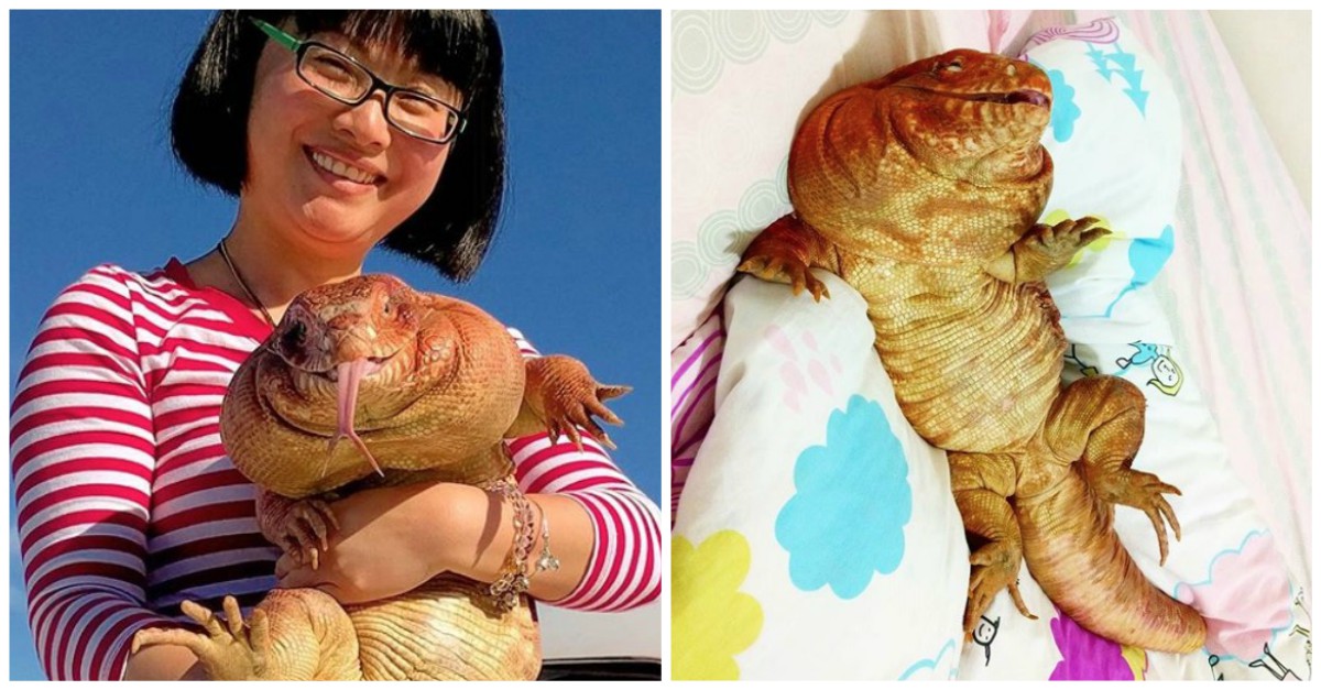 Meet MacGyver The Dog-Sized Lizard Who Loves To Cuddle