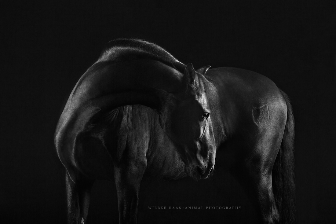 Photographer Captures The Raw Beauty And Power Of Majestic Horses