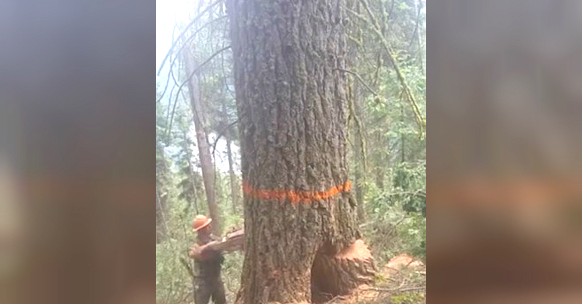 He's Cutting Down A Huge Tree When It Collapses On Him At The Worst ...