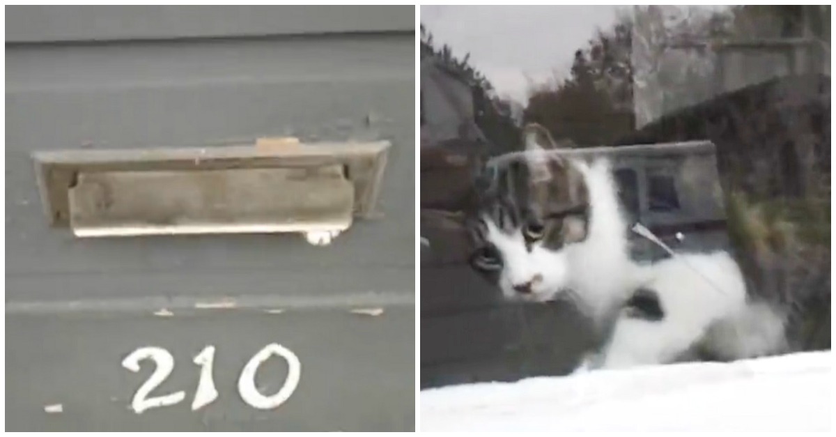 Mailman Films A Very Grumpy Cat Who Hates Getting Junk Mail