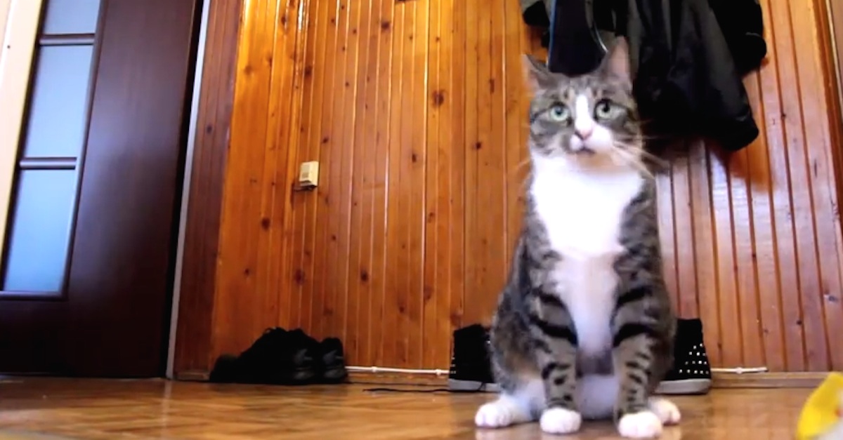 This Is No Cat... She's A Kangaroo. Hilarious!