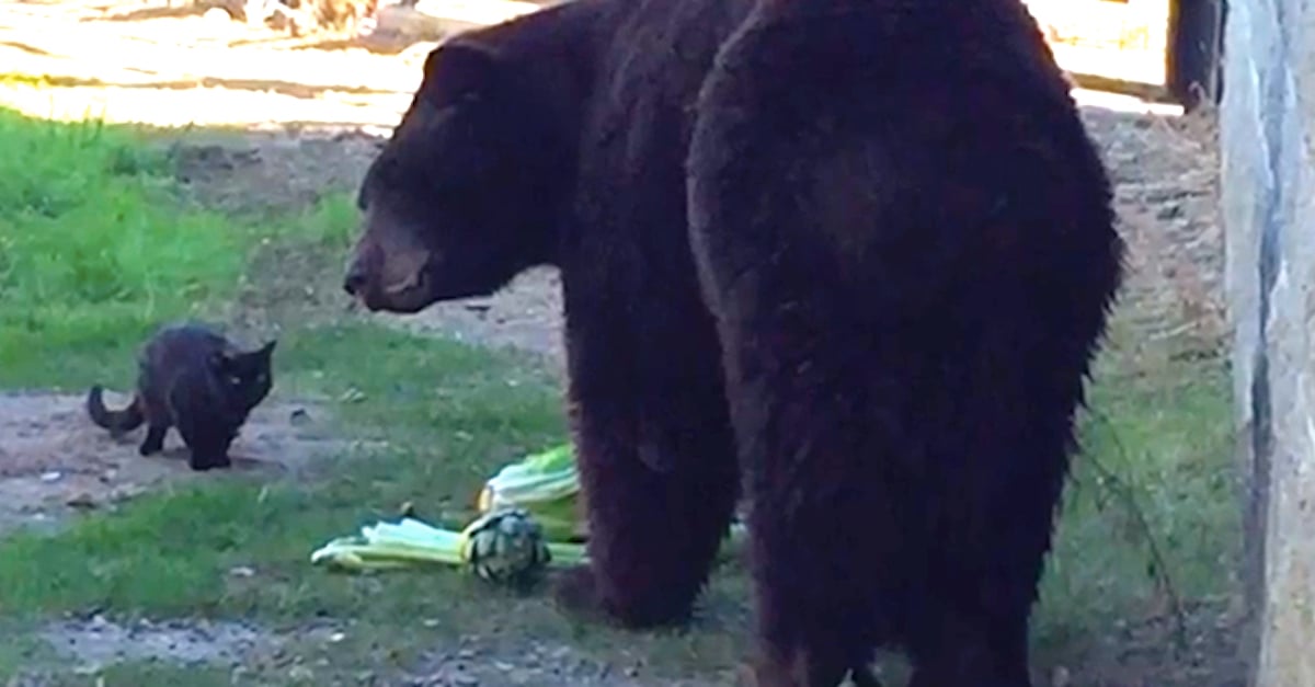Cat Starts Visiting Bear Exhibit Daily. But Watch The Bear’s Reaction ...