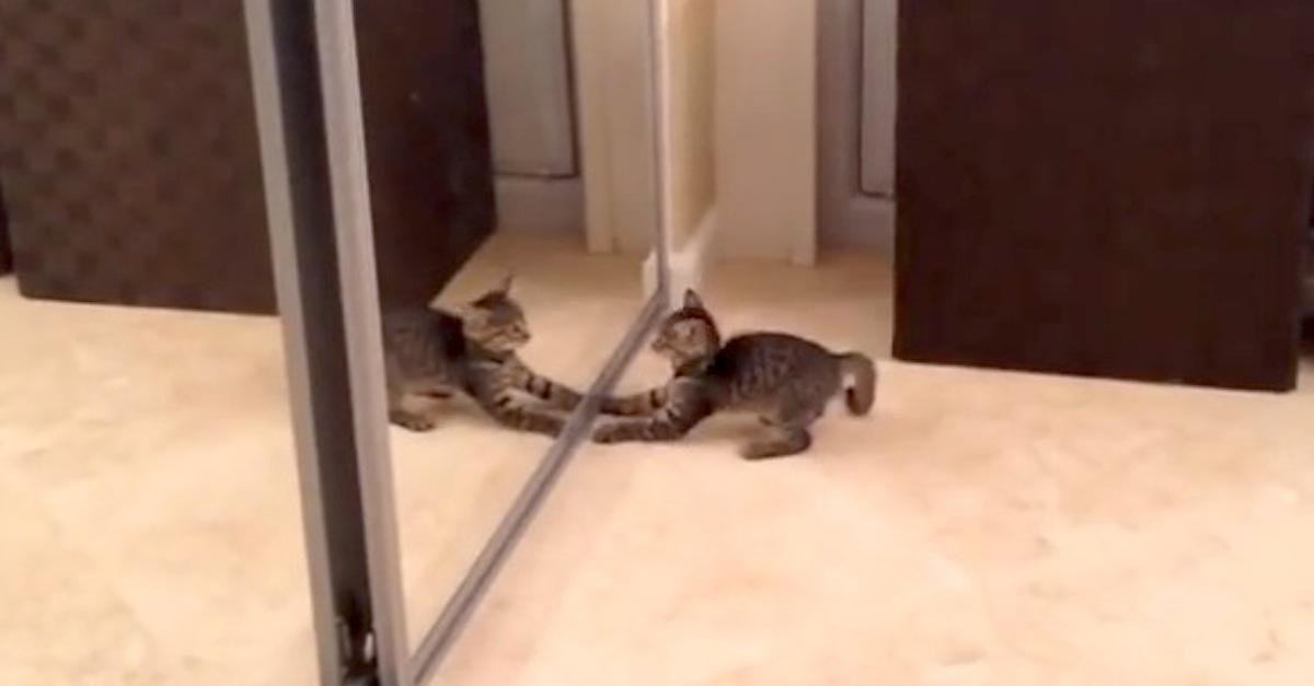 Kitten Sees Himself For The First Time. His Reaction? HYSTERICAL!