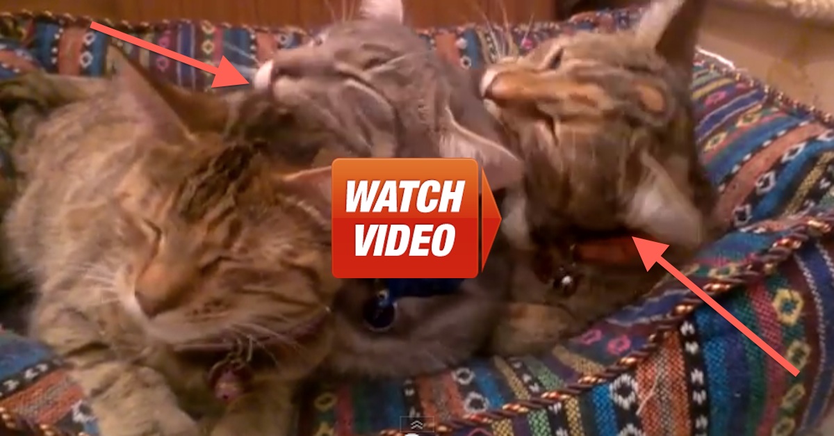 I Adopted Three Cats, Then Caught Them Doing THIS!