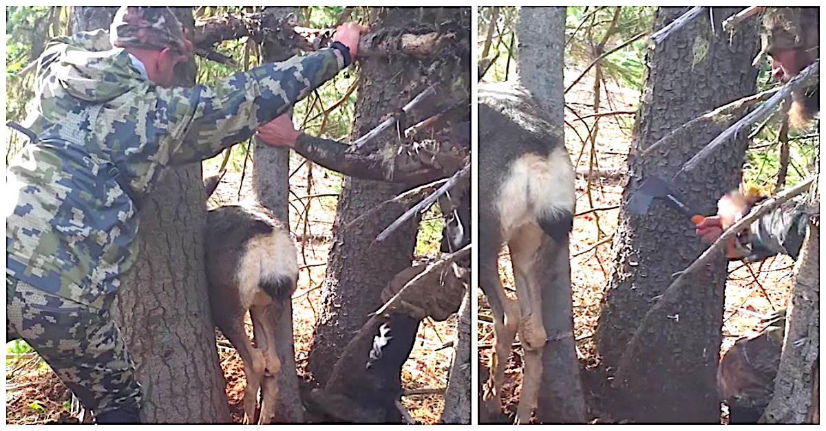 Hunters Save Deer Trapped Between 2 Trees