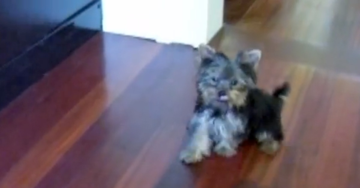 Tiny Dog Does The Moonwalk On Command, And It's ADORABLE!