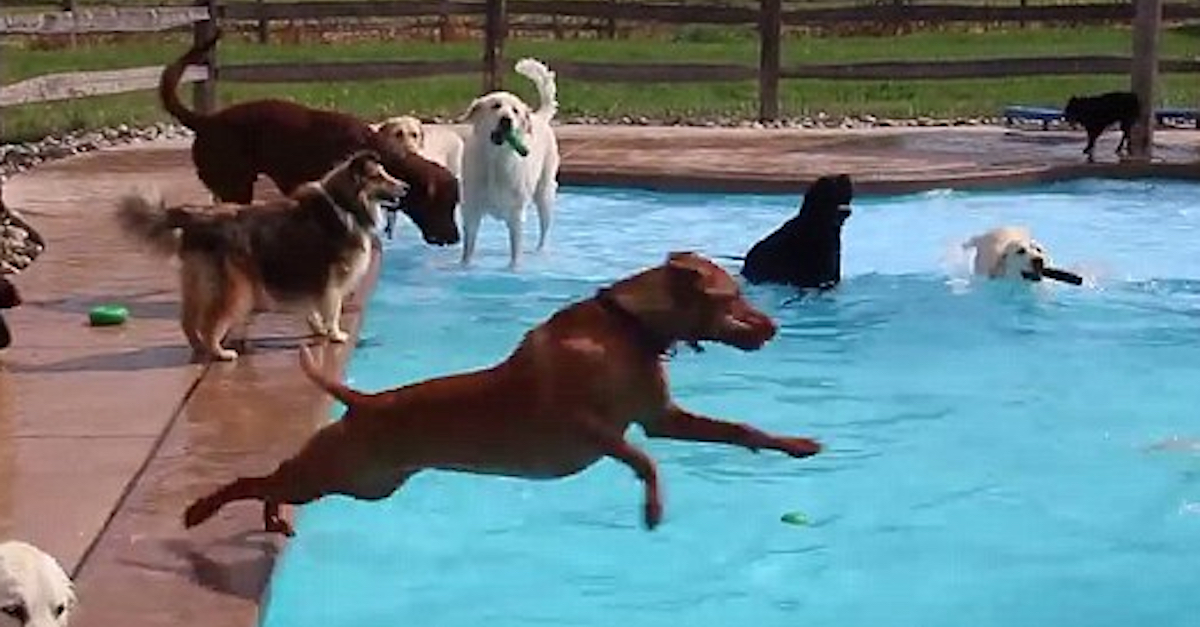 Huge Group Of Dogs Belly Flop Into Pool At The Happiest Doggy Party Ever