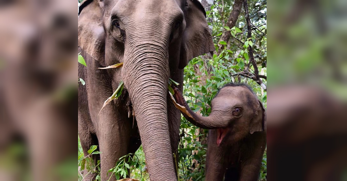 Mama Elephant Forced To Work For 30 Years Walked 80 Miles To Her Freedom