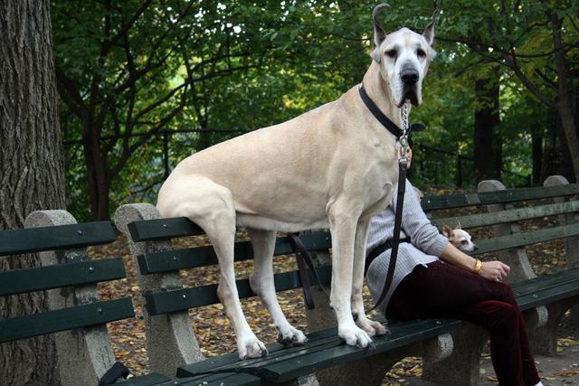 15 Giant Dogs Who Don't Understand They're Not Little Lap Dogs!