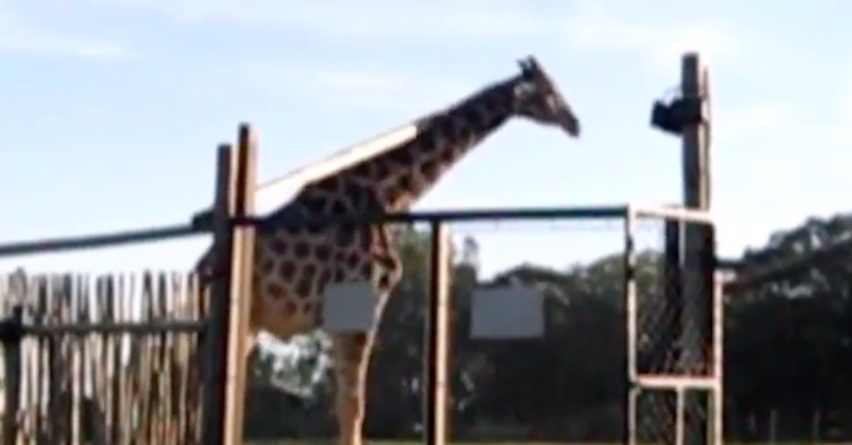Giraffe Stands With A Pole On His Neck. But Watch What He Tries To Do ...