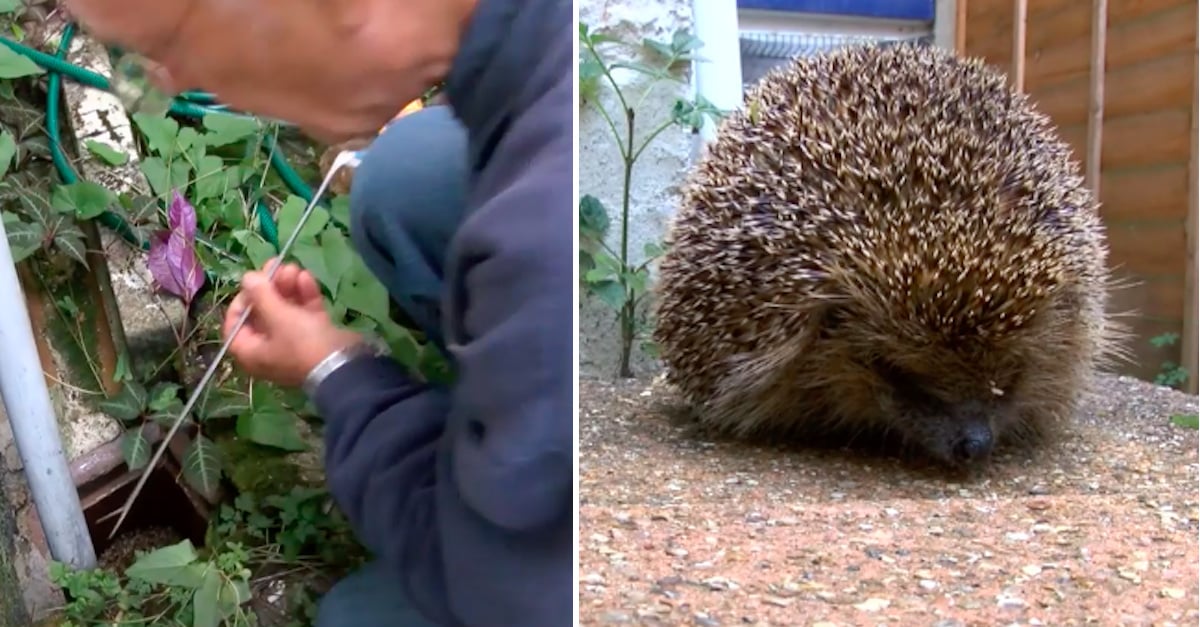 Giant Hedgehog Rescued After Slipping Inside Storm Drain Using Tweezers