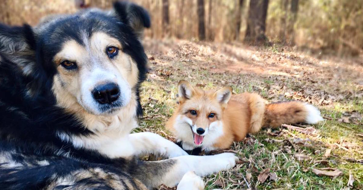 Fox Sneaks Up Next To A Large Dog. But No One Saw THIS Coming...
