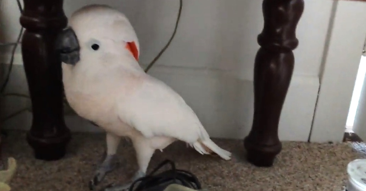 Cockatoo Tries To Adorably Talk His Way Out Of Going To The Vet... I'm ...