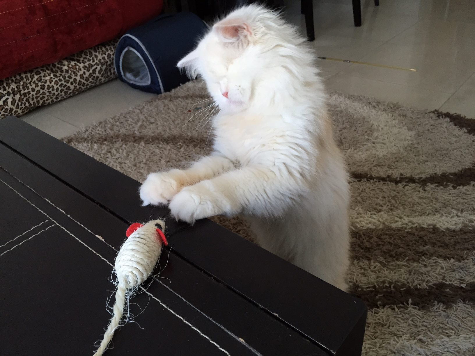 She Loves To Play Like Any Other Kitty. But When I See Her Face? WHOA...