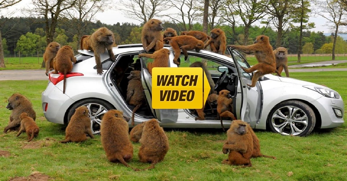 THIS Is Why You Should Never Leave Your Car Unlocked At The Zoo! OMG!