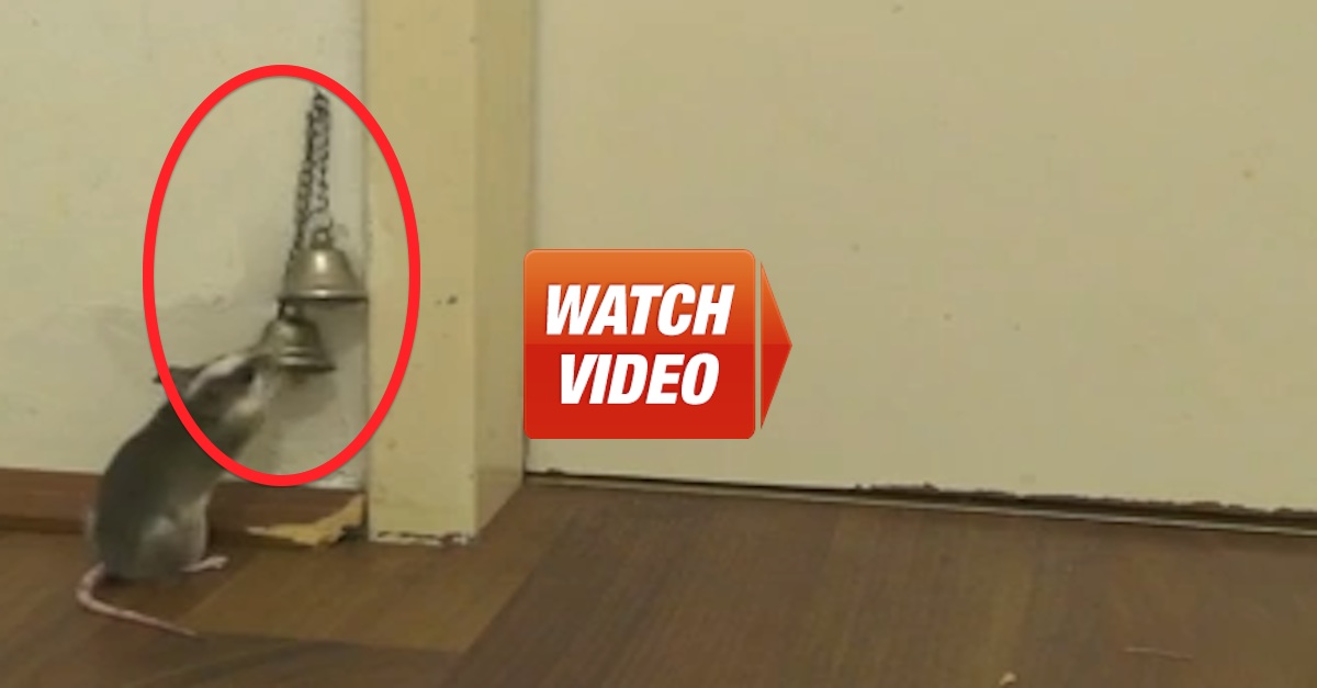 I've Never Wanted A Pet Mouse Before, Until I Saw THIS - SO CUTE!
