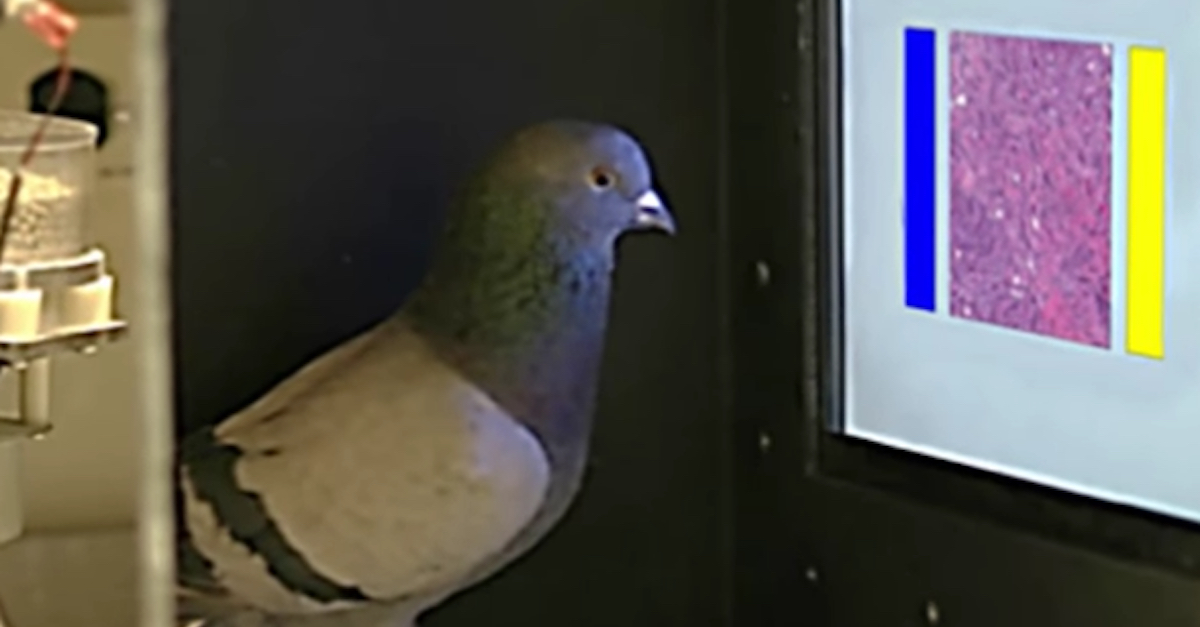 Doctors Put A Pigeon In A Box. But Watch As It Taps The Colored Boxes ...