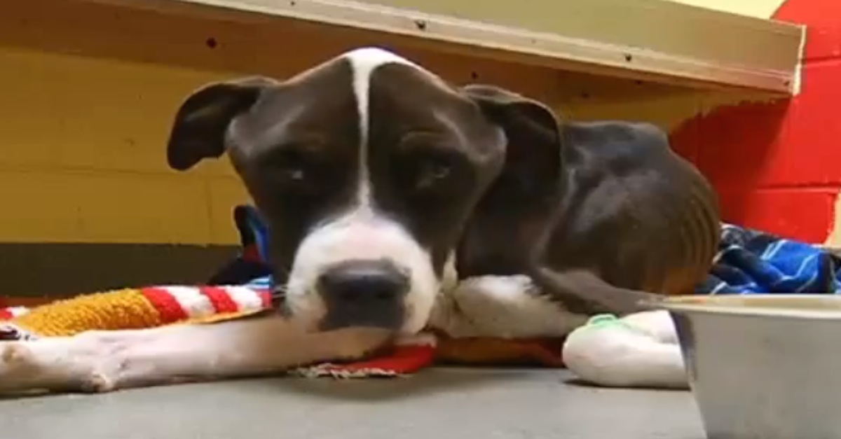 Abused, Emaciated Pit Bull Cheats Death And Finds New Forever Family ...