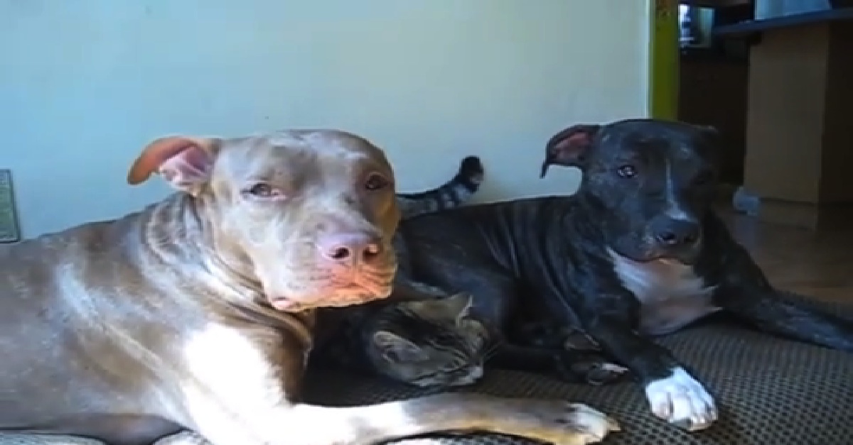 Two Pit Bulls, One Cat And A Thousand Kisses. This Is Too Cute For Words!