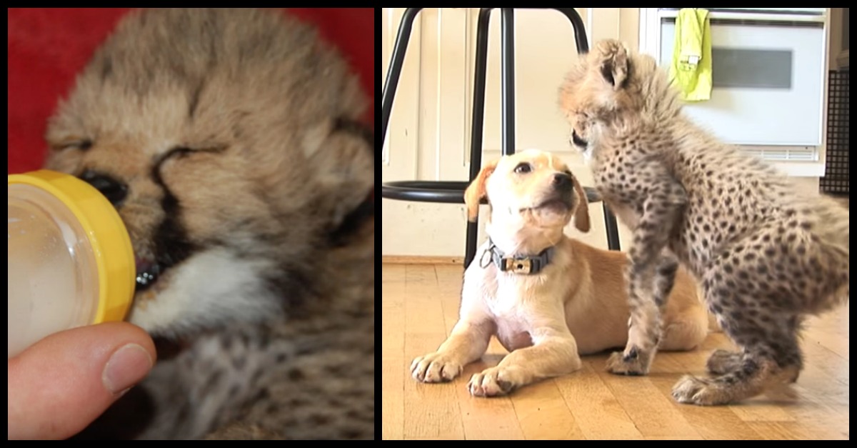 Cheetah Mom Can’t Make Enough Milk For Third Cub, Then Rescuers Try ...