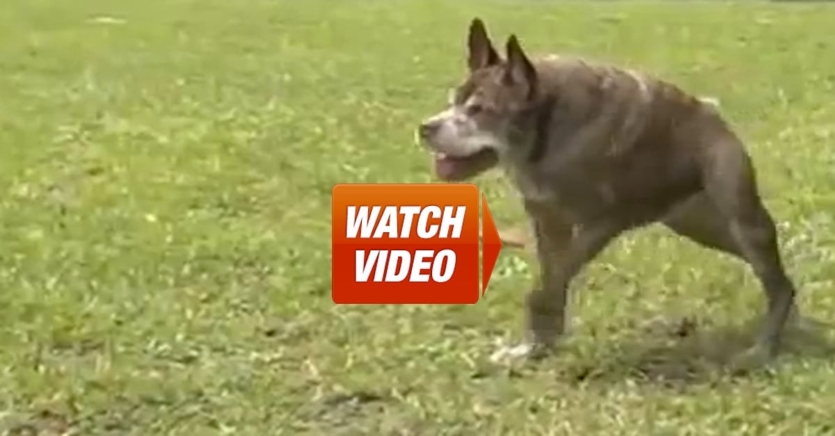 She Was Voted One Of The 'Ugliest' Dogs In The World. But Wait Until ...