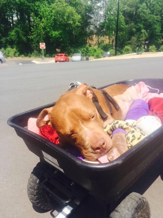 They Push This Pit Bull Around In A Wheelbarrow For One BEAUTIFUL Reason...