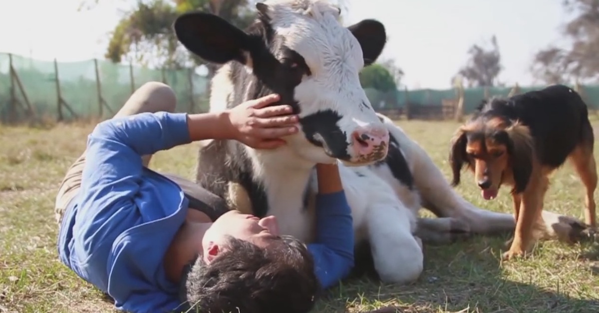 He Sits On The Ground With The Calf. Watch What The Dog Does...