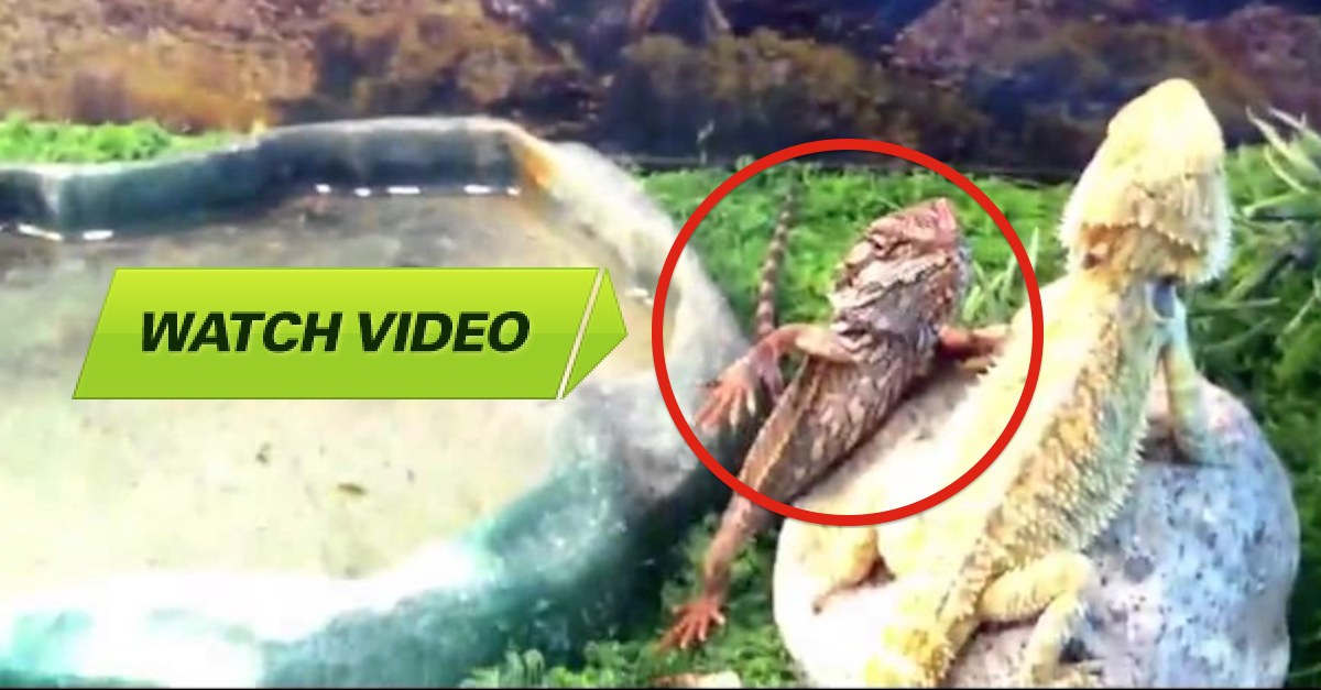 These Two Lizards Just Did Something That Boggles My Mind...