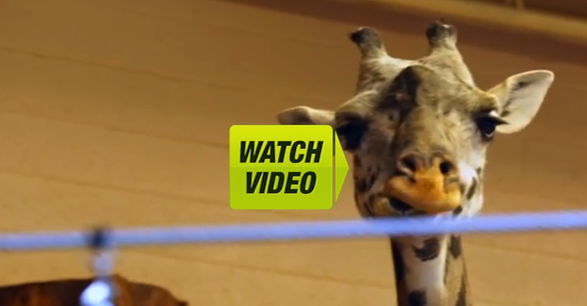 This Giraffe Refused To Eat, Until She Met A Man Who Truly Understood ...