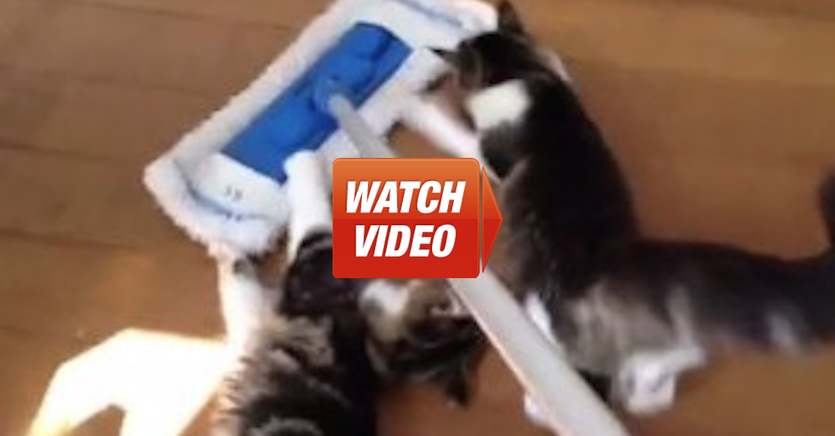 EVERY Time I Try To Clean The Floors, My Cats Do THIS! I Can't Help But ...