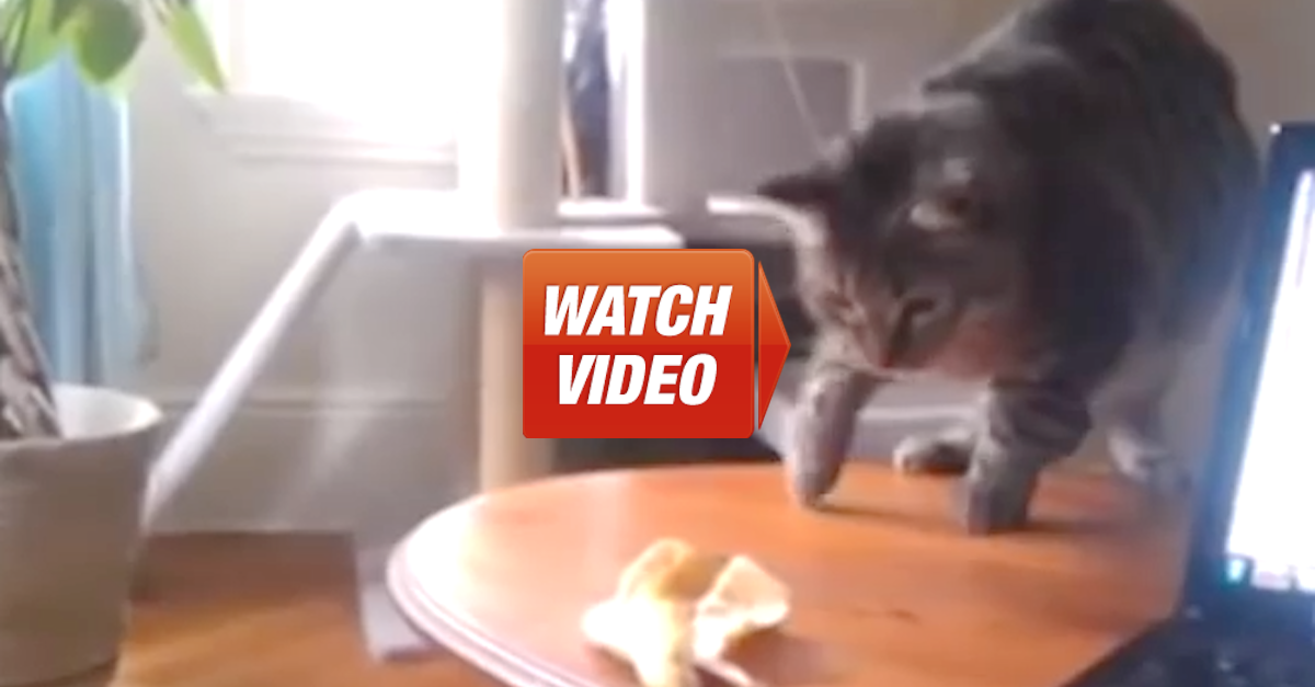 Hysterical! You'll NEVER Say 'Scaredy Cat' Again After You See These ...