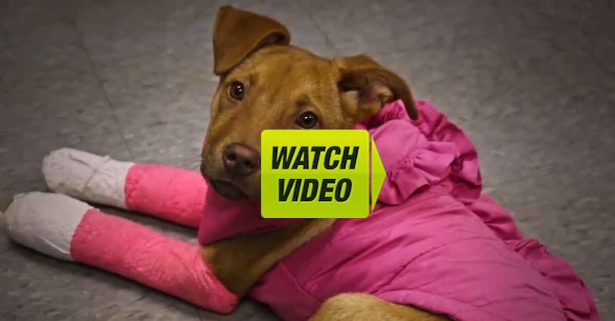 My Heart Broke For This Lonely, Injured Puppy - But Wait 'Til You See ...