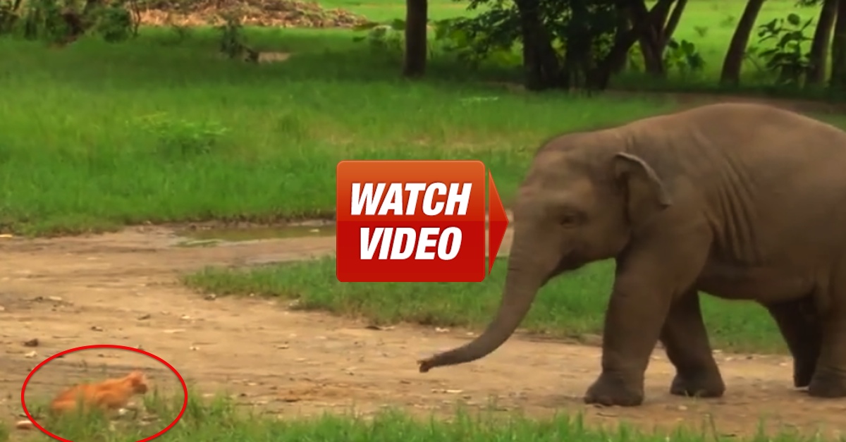 This Is What Happens When A Baby Elephant Meets A Cat...