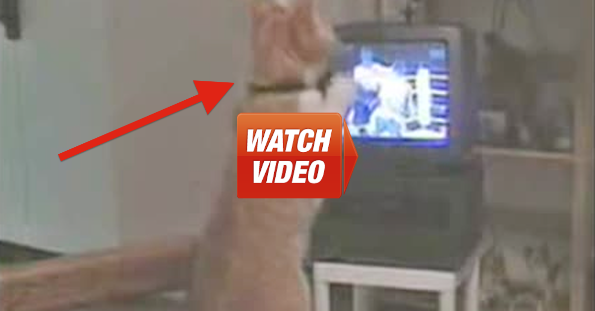 I Left The TV On And Found My Cat Doing THIS! Absolutely Hysterical!