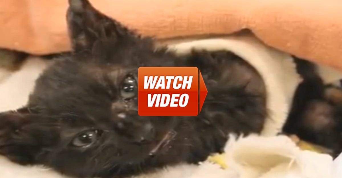 This Kitten Was Set On Fire And Left To Die! I Can't Believe His ...